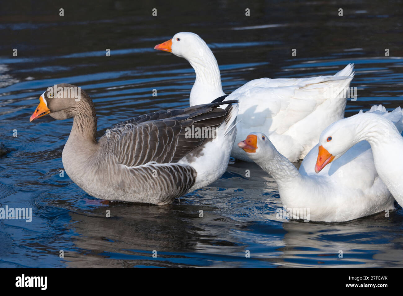 Domestic goose anser anser domesticus hi-res stock photography and ...
