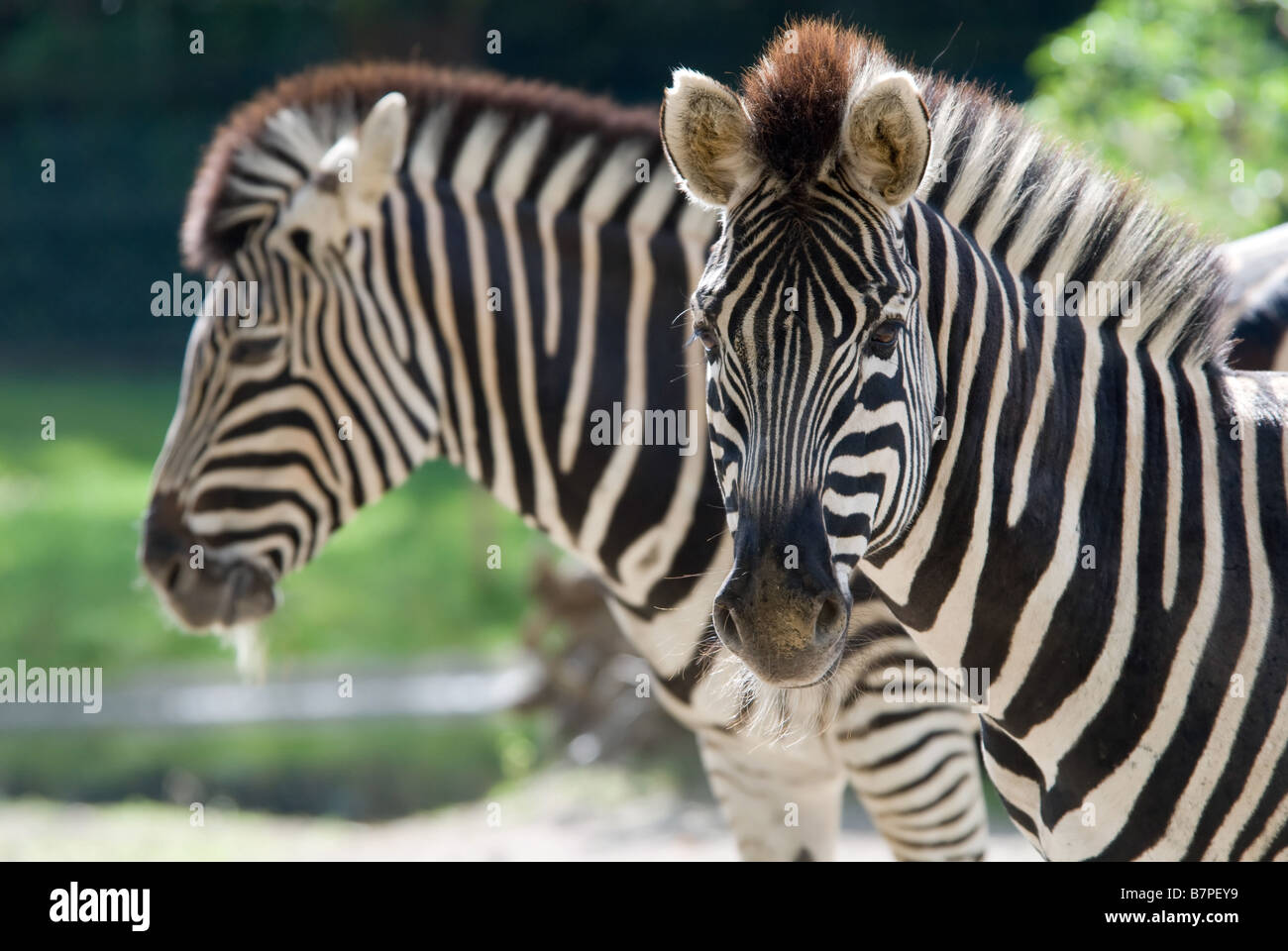 Ethiopian zebra hi-res stock photography and images - Alamy