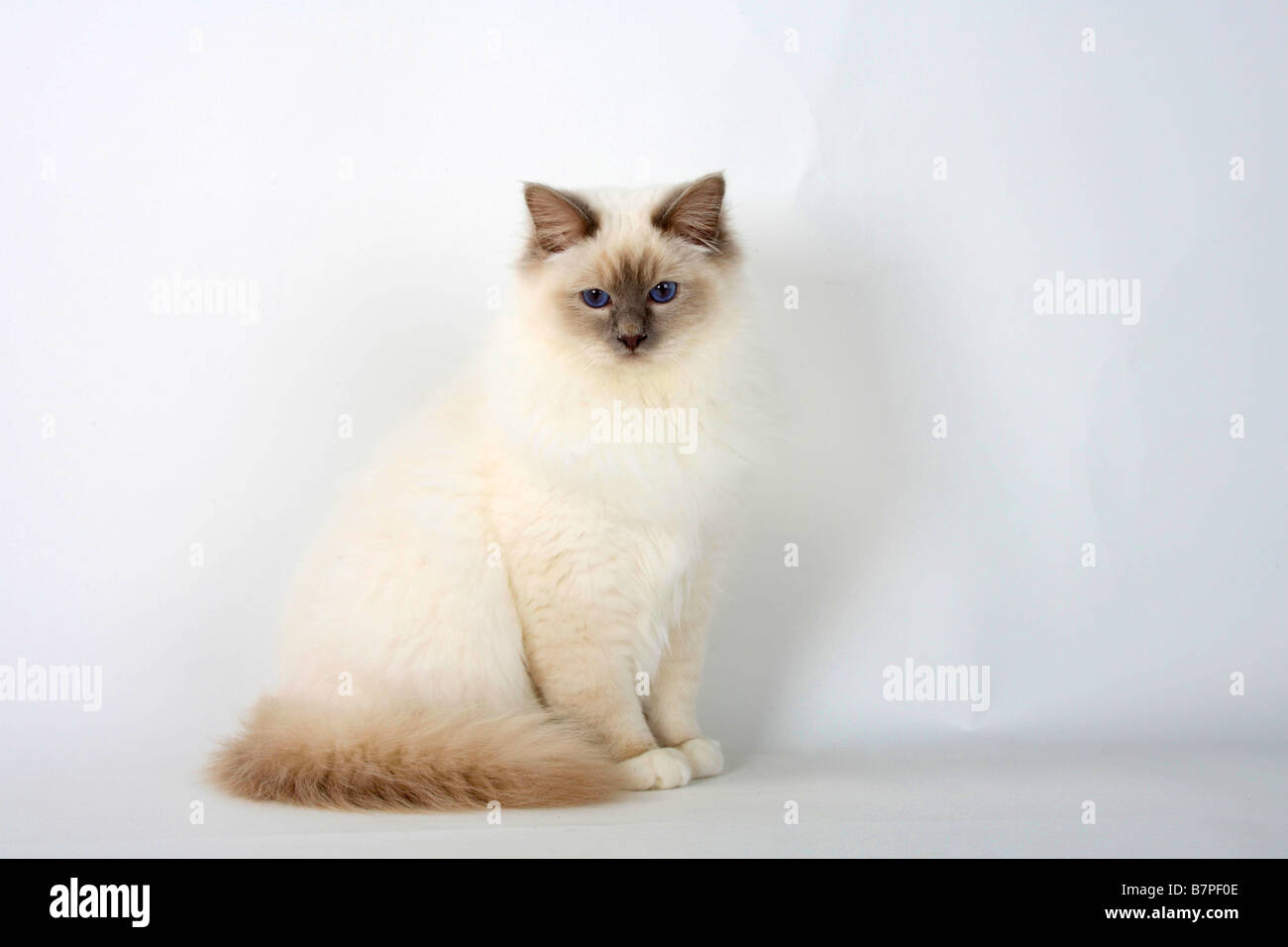 Lilac point birman cat hi-res stock photography and images - Alamy