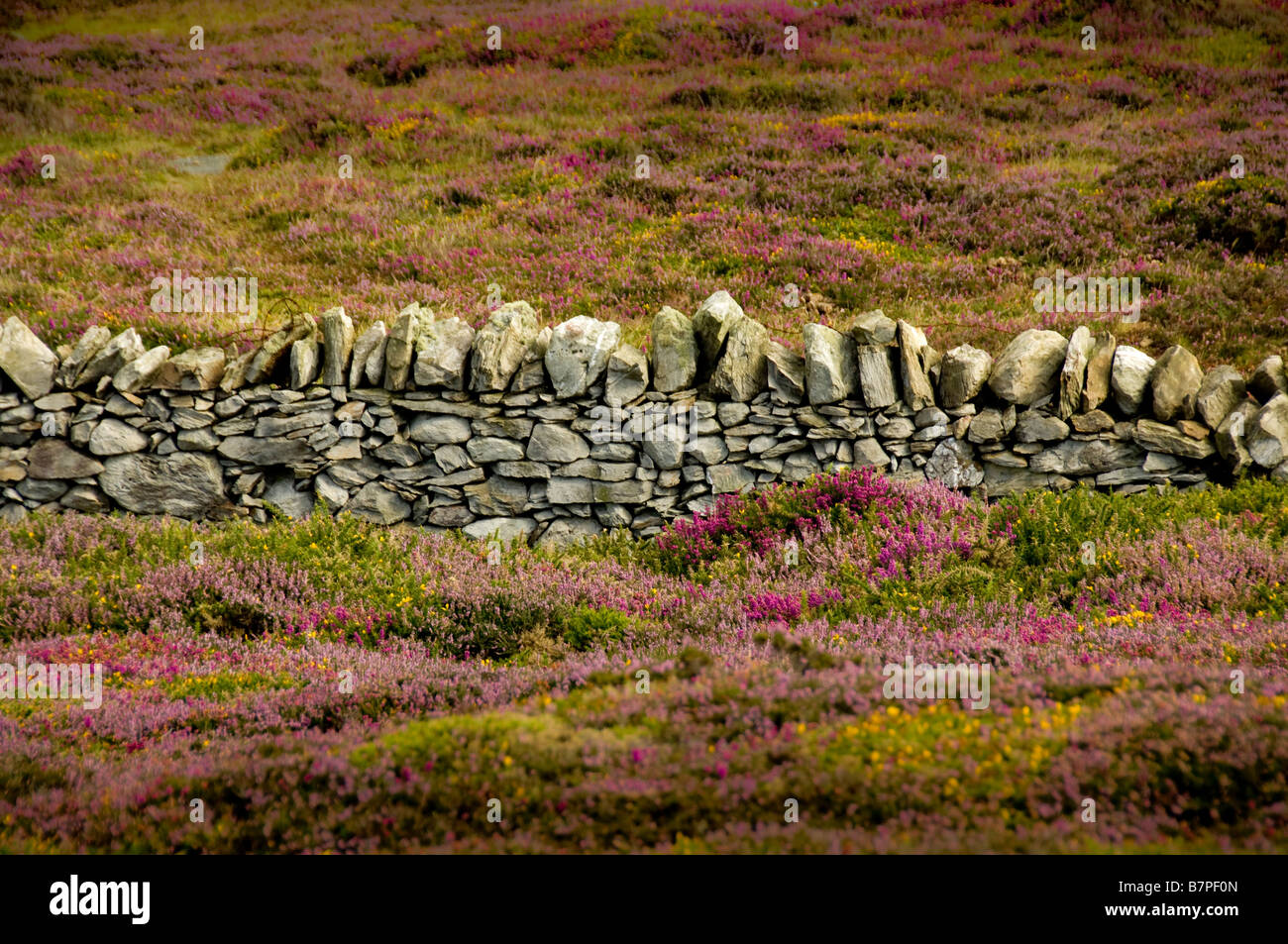 Heath wall hi-res stock photography and images - Alamy