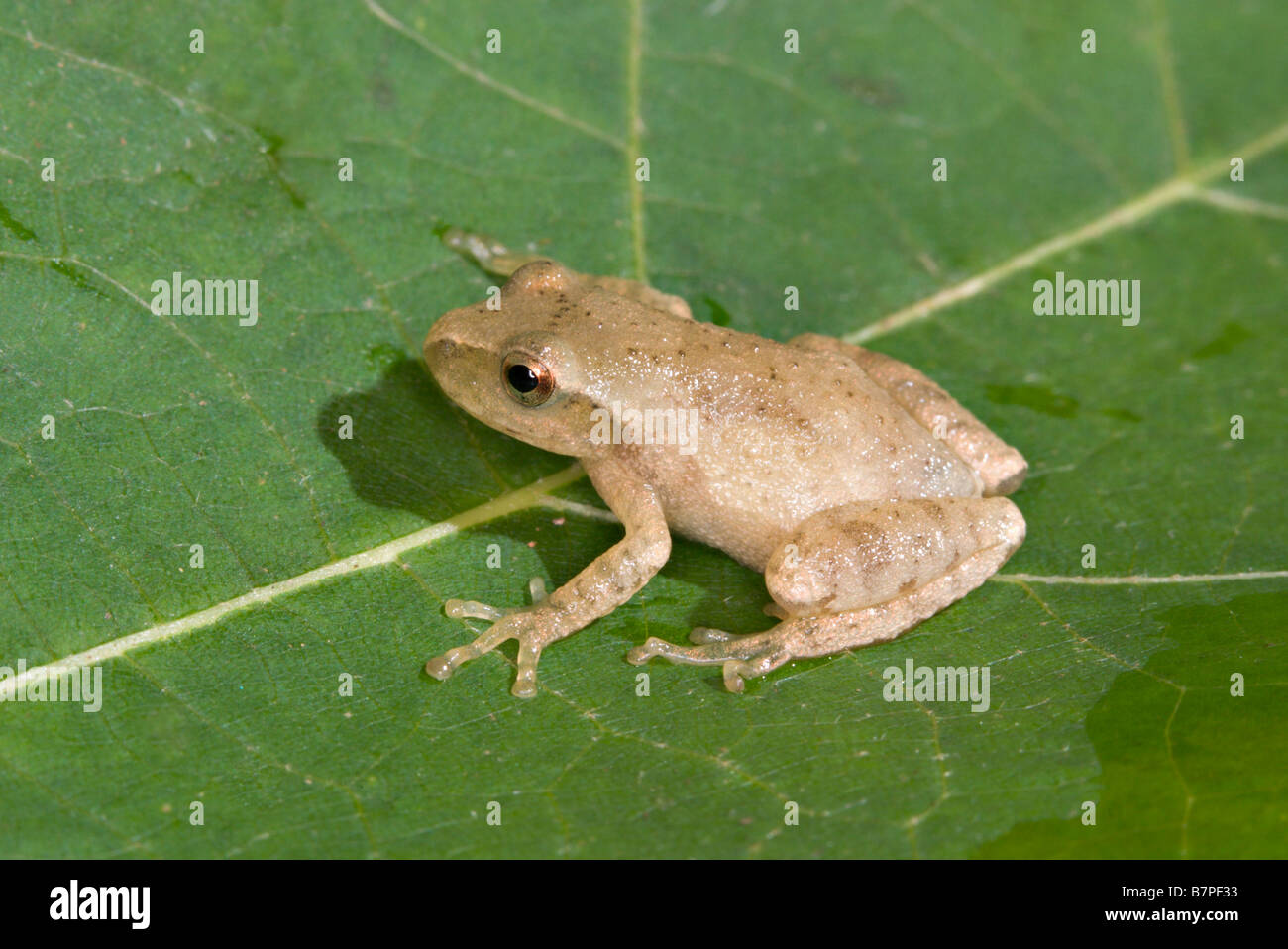 Spring Peeper Pseudacris crucifer Tamarack Aitkin County Minnesota USA ...