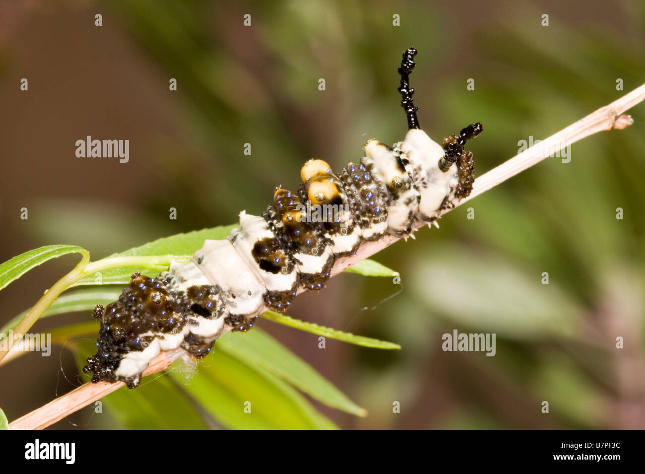 Red-spotted Purple Butterfly caterpillar resembles a bird dropping, a ...