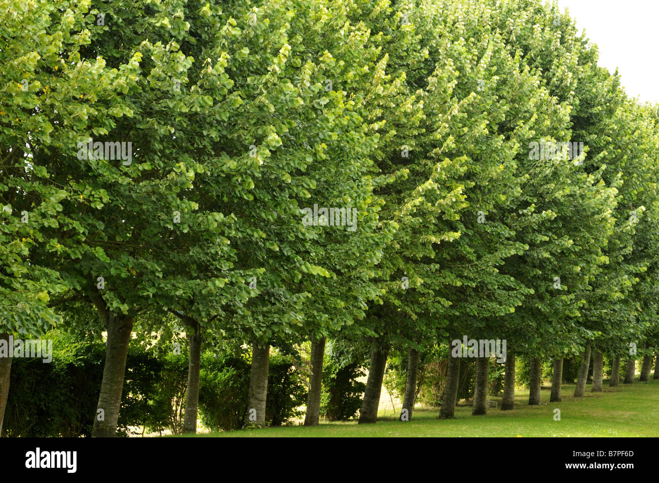 Tilia Common Lime trees Stock Photo - Alamy