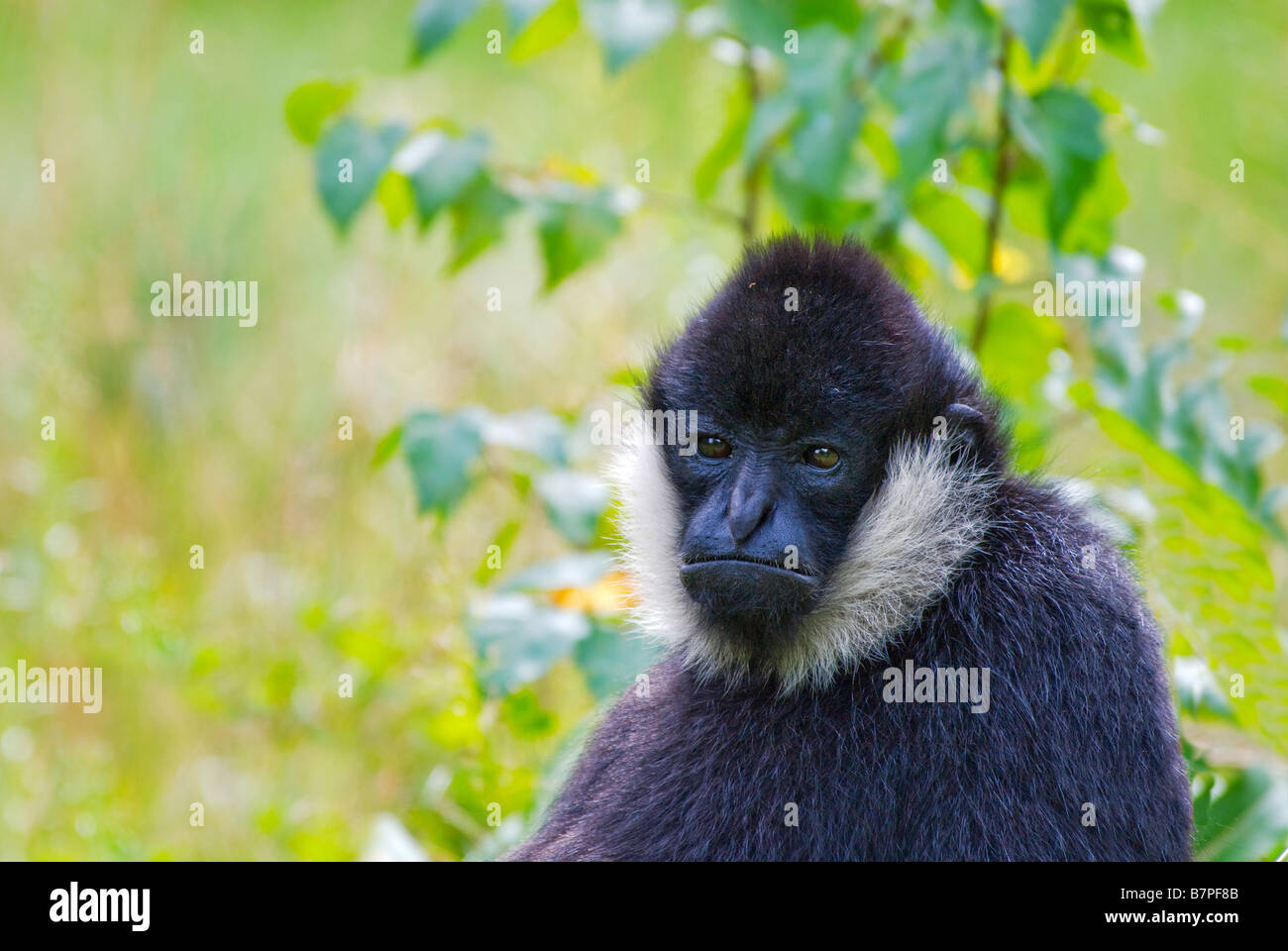 cute monkey looking at the camera Stock Photo - Alamy