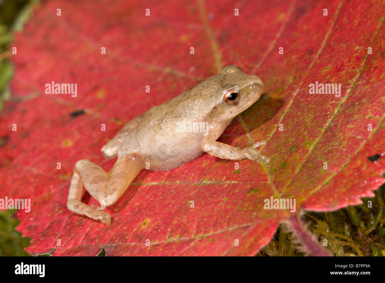 Spring peeper pseudacris crucifer hi-res stock photography and images ...