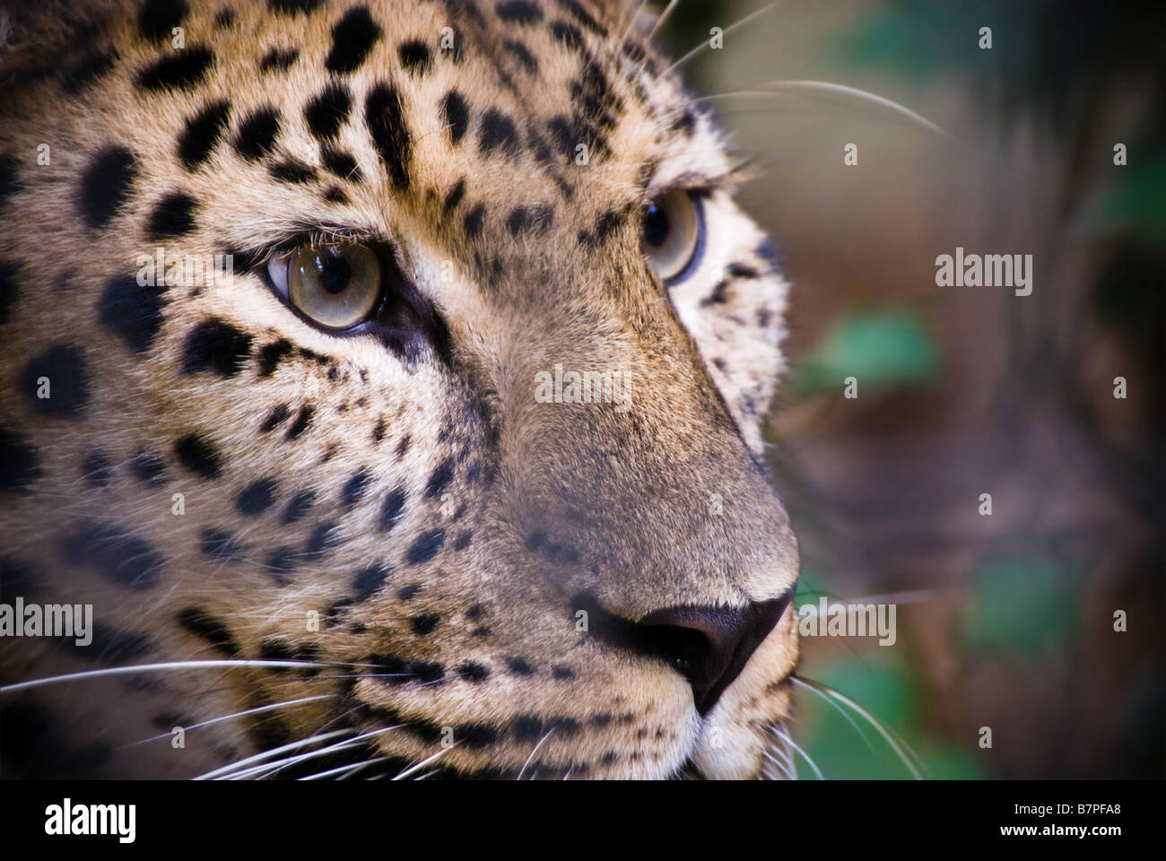 Leopard claws close up hi-res stock photography and images - Alamy