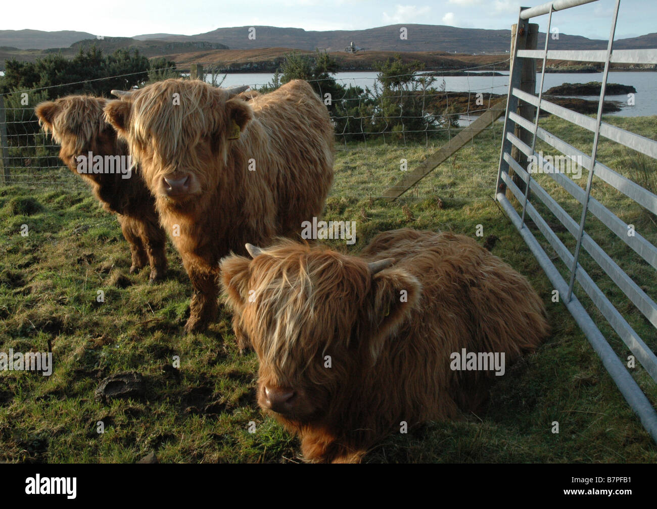Young Highland cattle on the Isle of Skye Stock Photo - Alamy