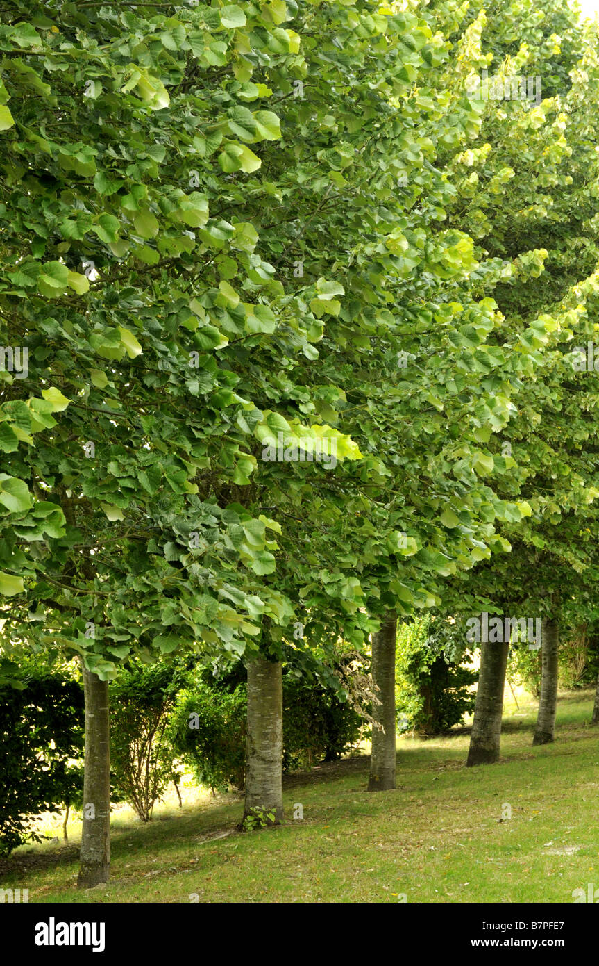 Tilia Common Lime trees Stock Photo - Alamy