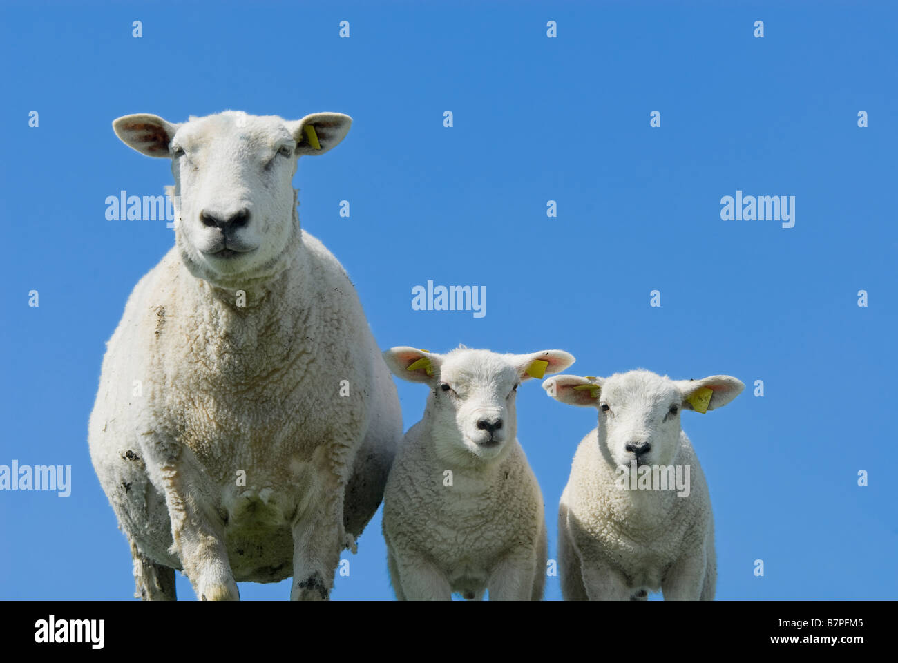 Lambs are cute hi-res stock photography and images - Alamy