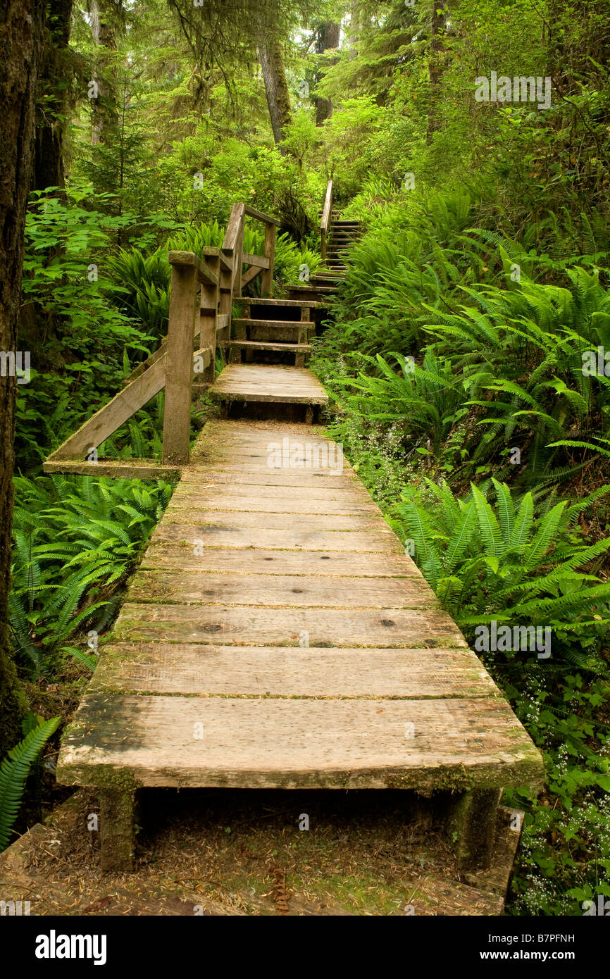 BRITISH COLUMBIA - Boardwalk section of the Rain Forest Train in ...