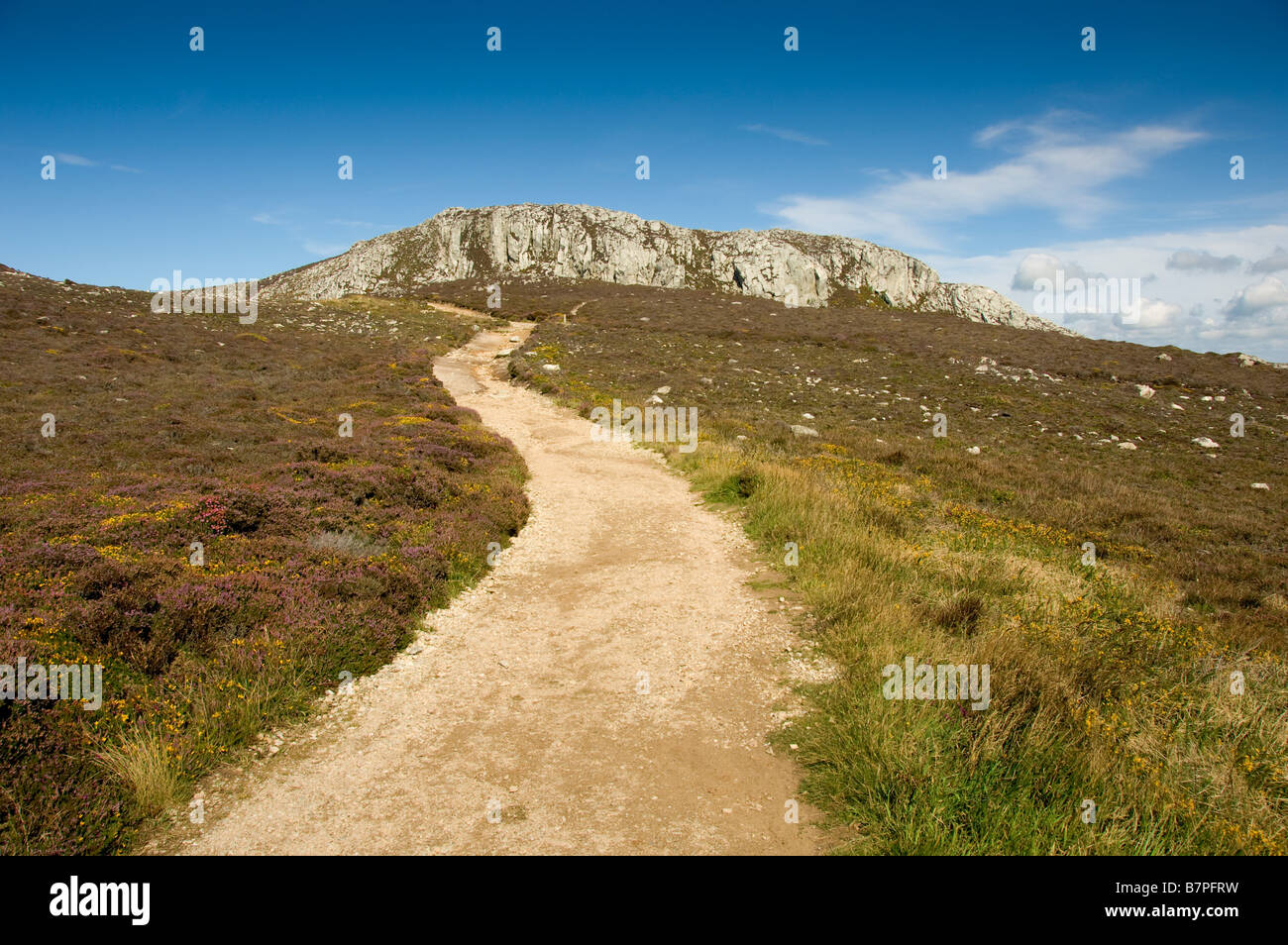 Path through heather moorland leading to Holyhead mountain, Holy Island ...