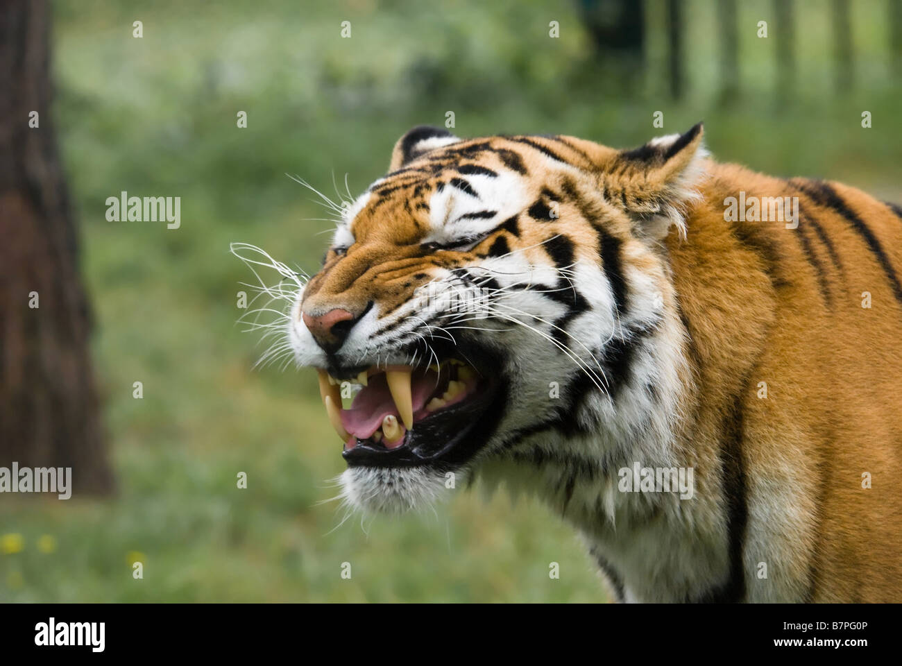 Angry tiger hi-res stock photography and images - Alamy