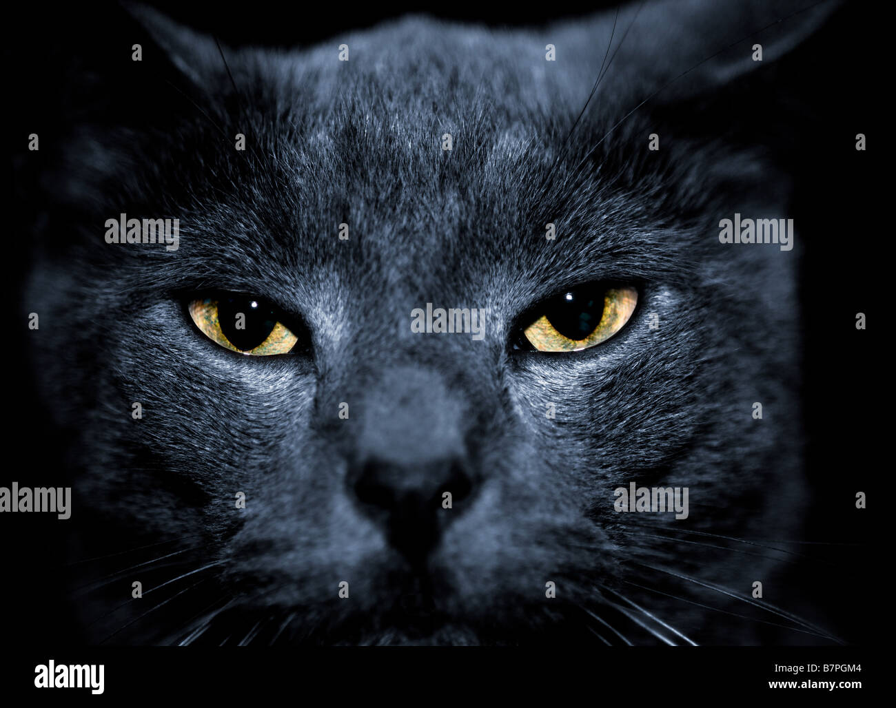 beautiful portrait of a mean looking cat Stock Photo - Alamy
