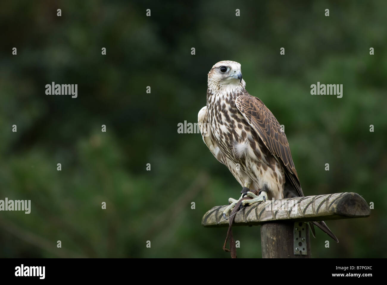 Predator falcon hi-res stock photography and images - Alamy