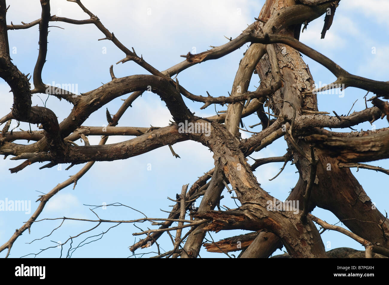 the intertwining of the branches of a tree in winter Stock Photo - Alamy