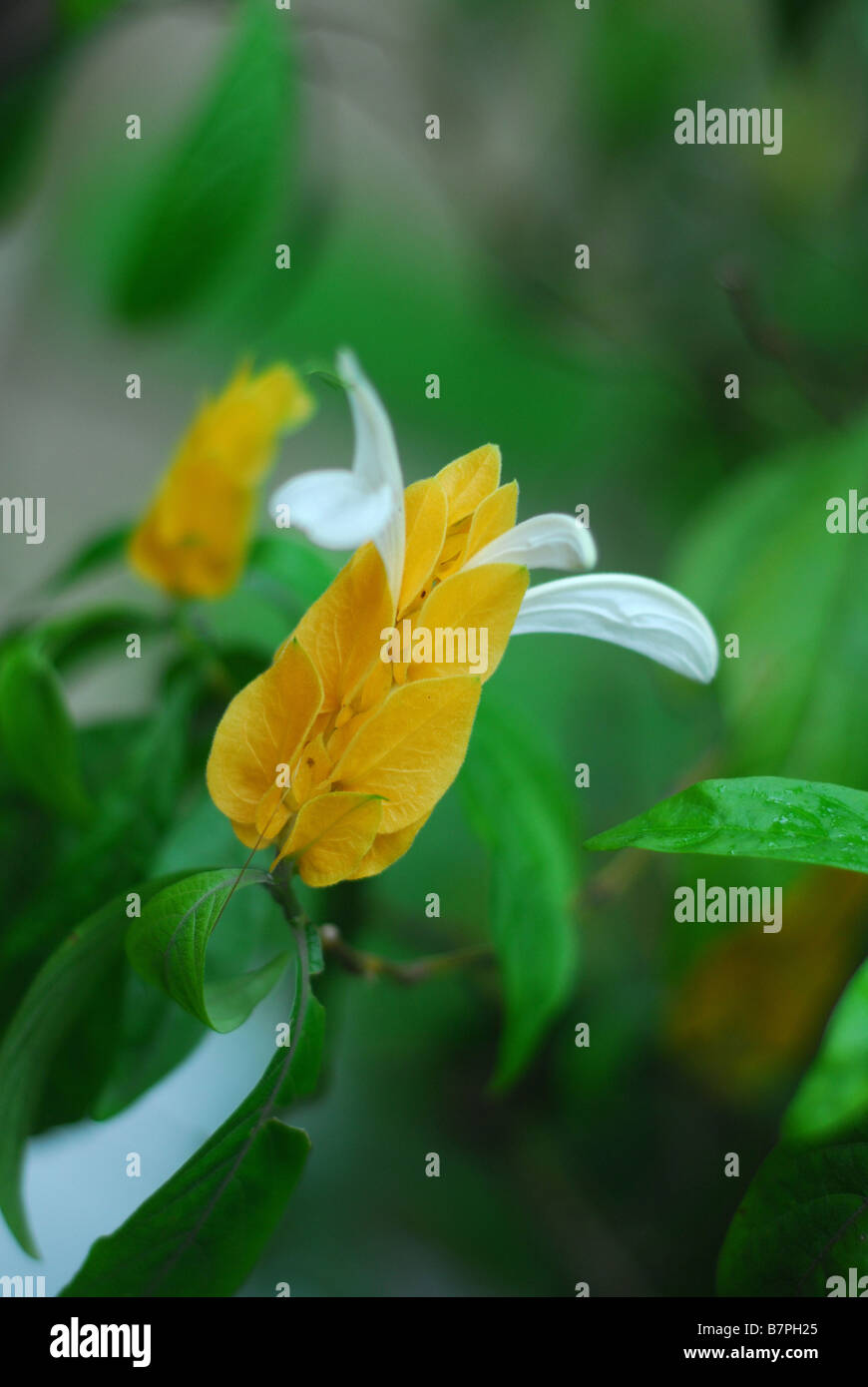 Exotic yellow flower in Paraty, Brazil Stock Photo - Alamy