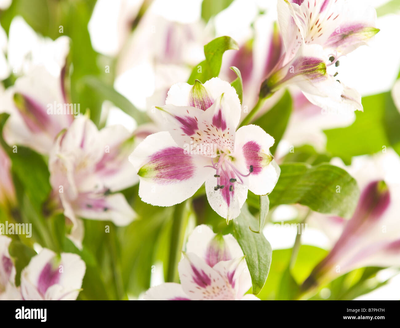 Alstroemeria species hi-res stock photography and images - Alamy