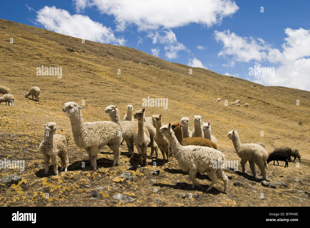 Alpaca and sheep herds graze on a bare hillside in the Q'eros region of ...