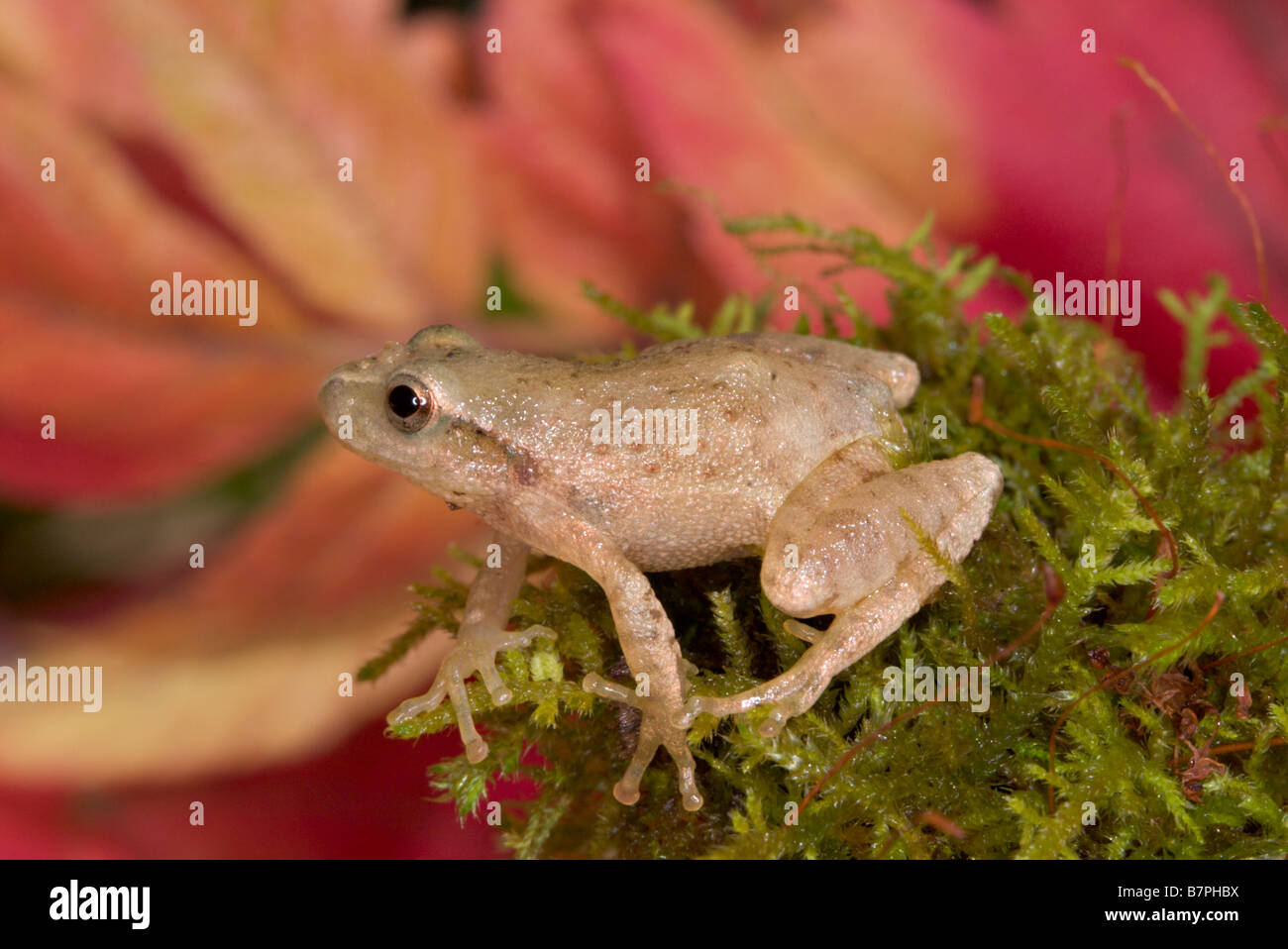 Spring Peeper Pseudacris crucifer Tamarack Aitkin County Minnesota USA ...