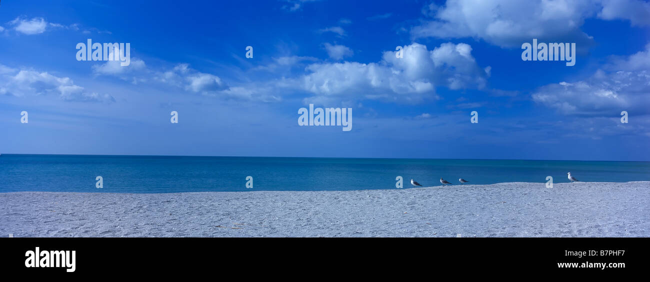 Seagulls on the beach in Florida Stock Photo - Alamy