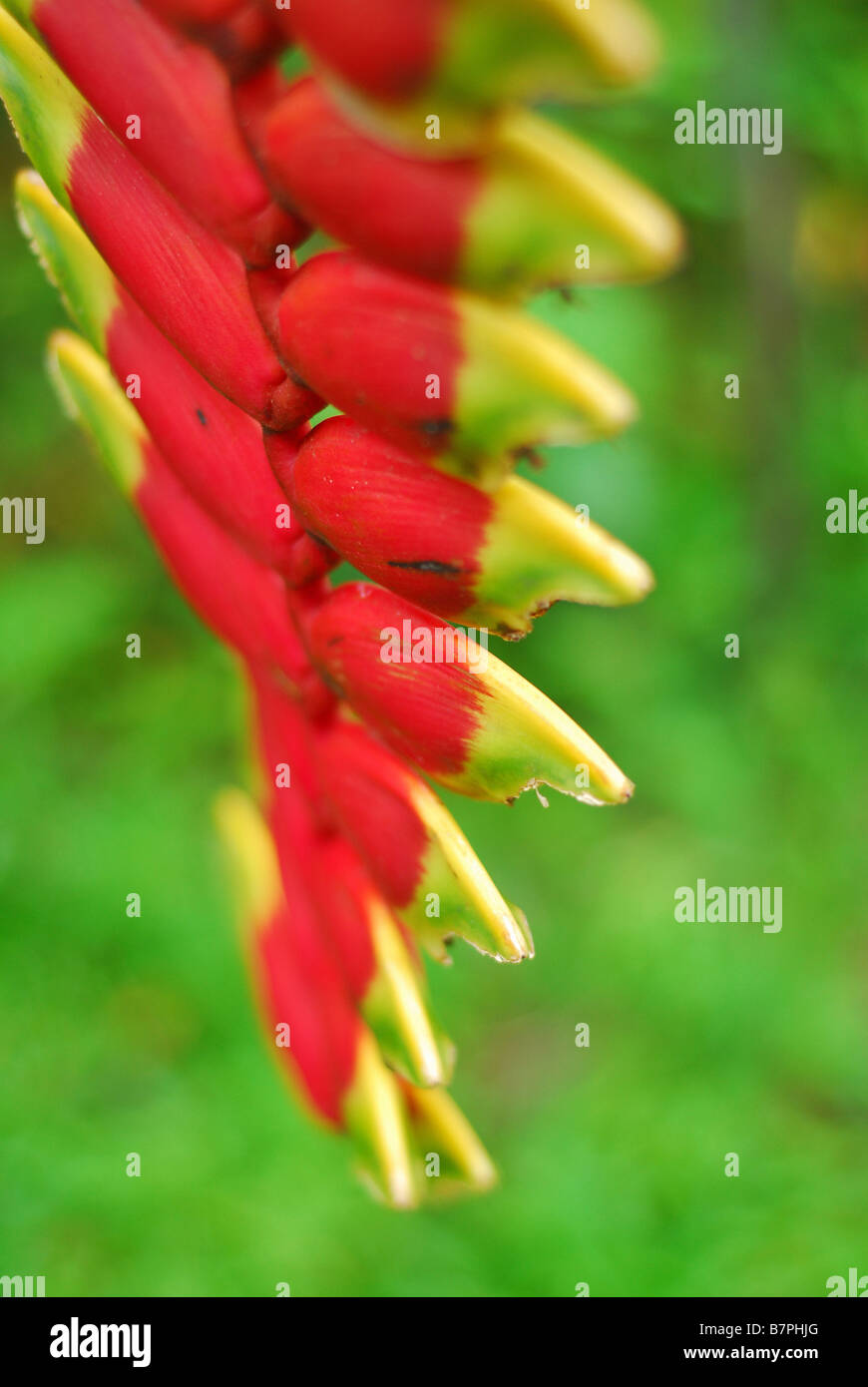 Heliconia pendula flower Stock Photo - Alamy