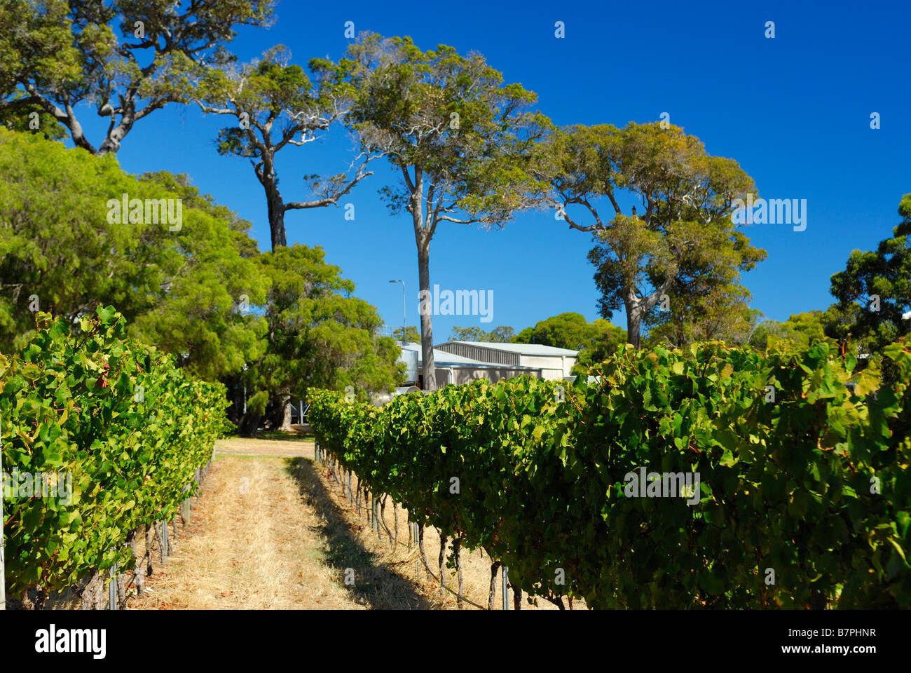 Margaret river winery hi-res stock photography and images - Alamy