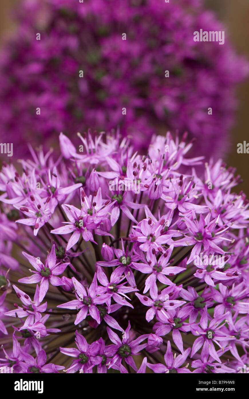Close up of Allium Stipitatum and Allium Purple Sensation Stock Photo ...