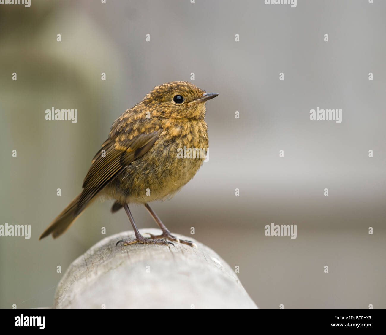 Golden robin hi-res stock photography and images - Alamy