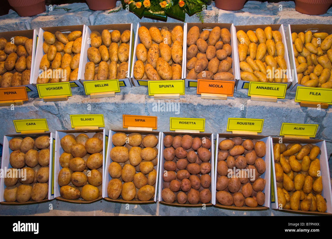 Display of Cypriot potato varieties at the 24th Ayia Napa Festival on ...