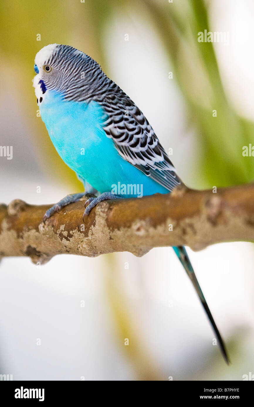 Budgerigar perching on a tree branch on Thulhagiri Island in The ...