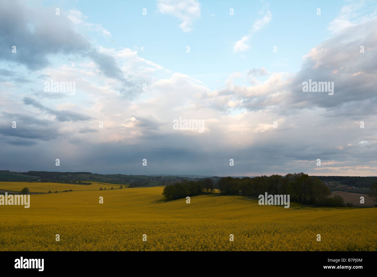 landscape with cole Stock Photo - Alamy