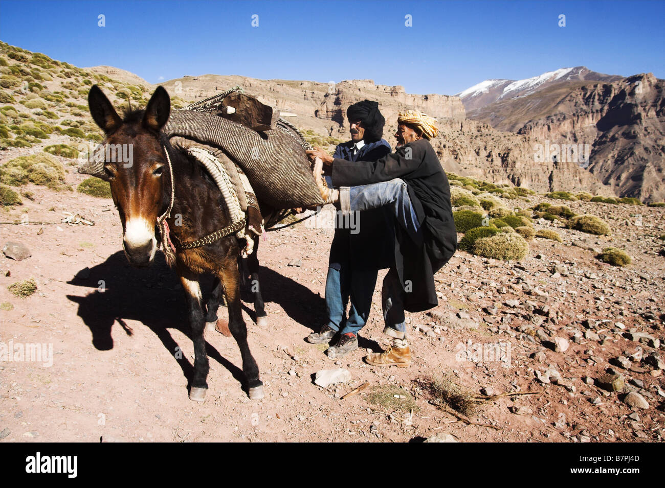 Berber men cinch down an imbalanced mule load Stock Photo - Alamy