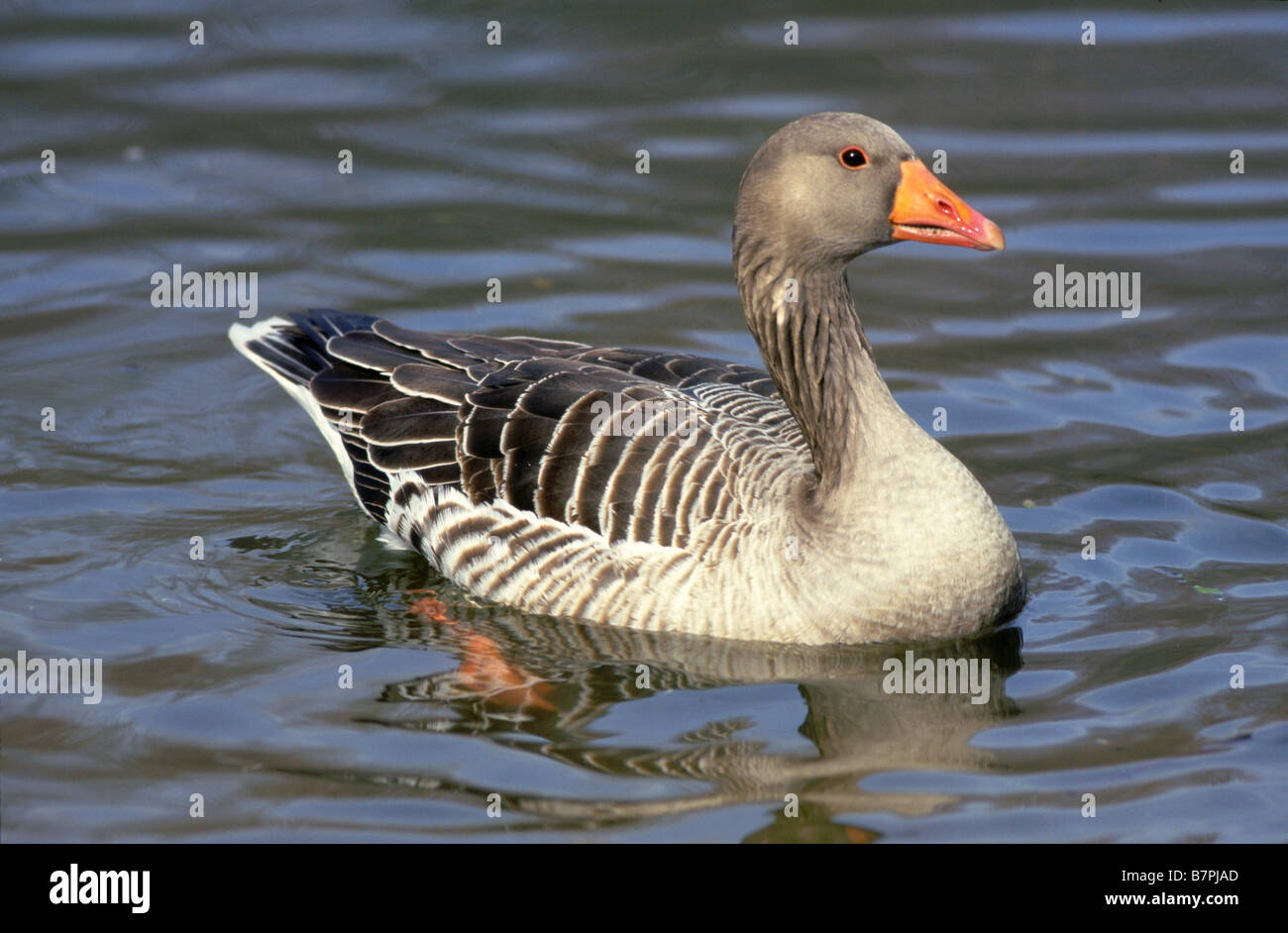 Greylag goose (Anser anser Stock Photo - Alamy
