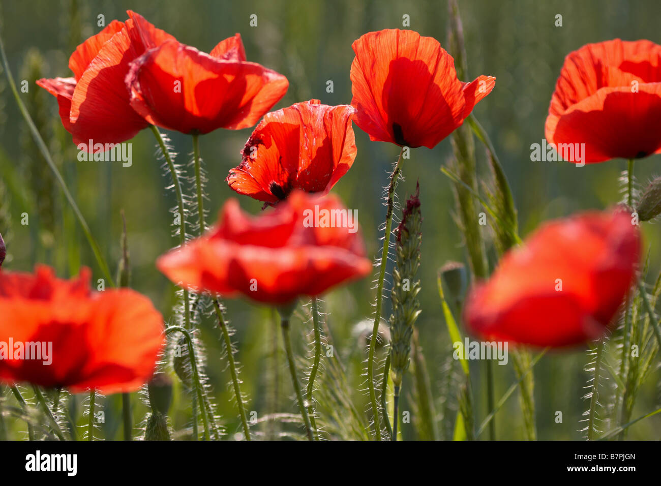 White poppyseeds hi-res stock photography and images - Alamy