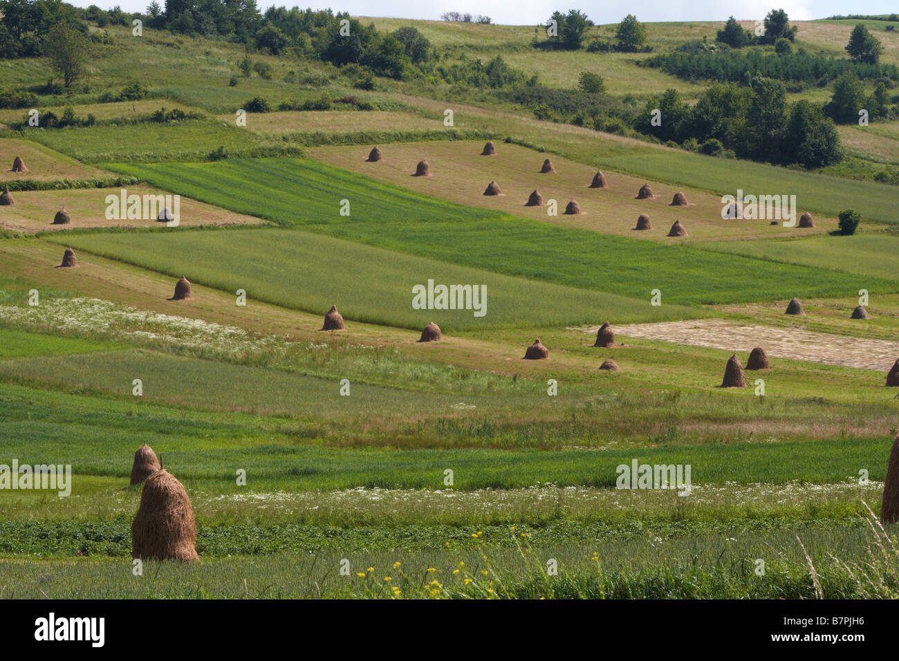 bundles of hay, haymaking Stock Photo - Alamy