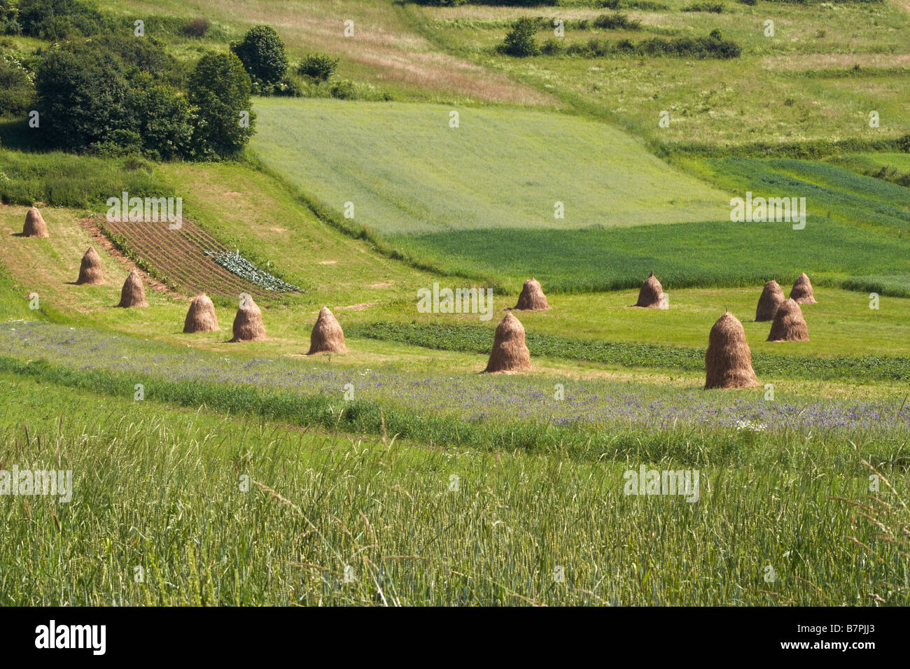 bundles of hay, haymaking Stock Photo - Alamy