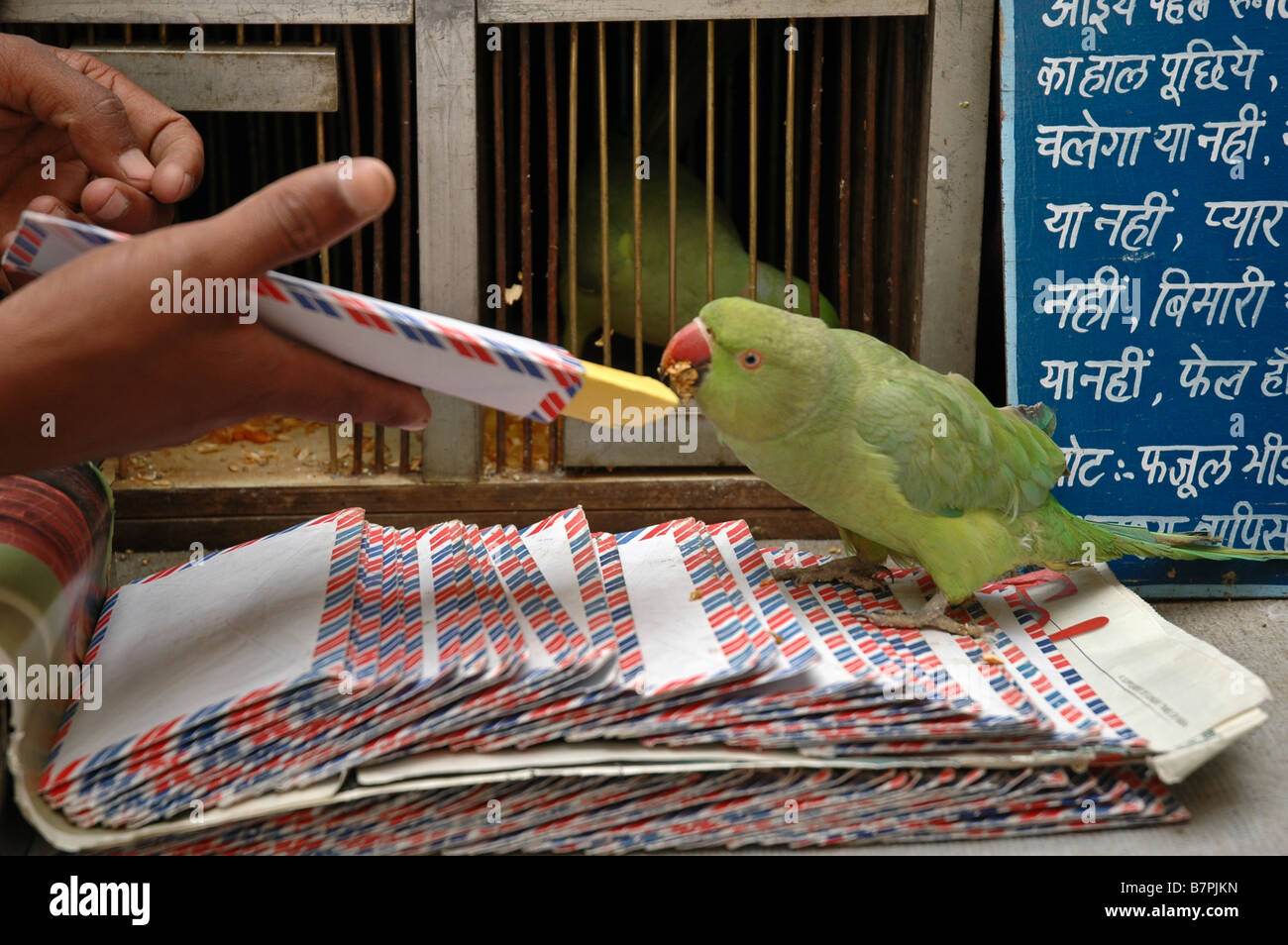 Lucky bird hi-res stock photography and images - Alamy