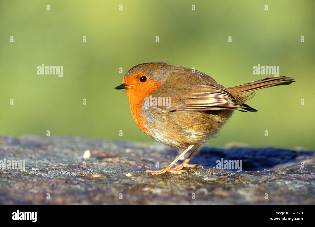 Naturaleza robin hi-res stock photography and images - Alamy