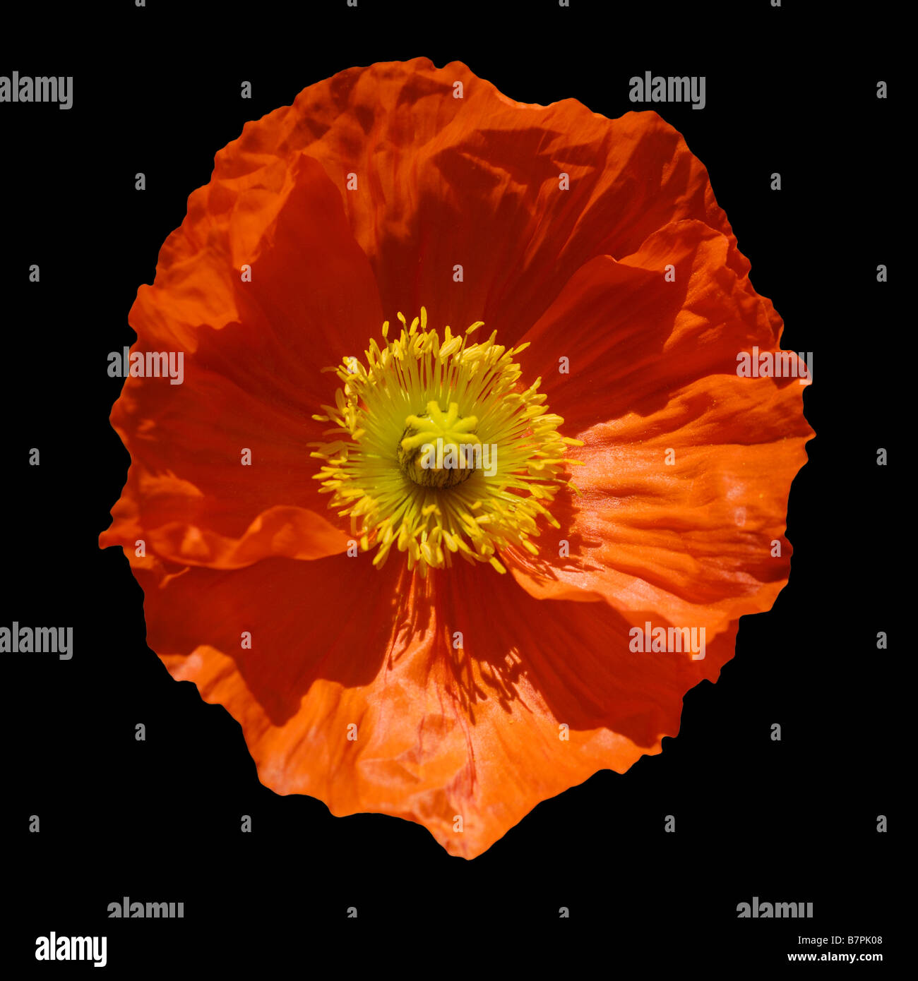 Red poppy cutout hi-res stock photography and images - Alamy