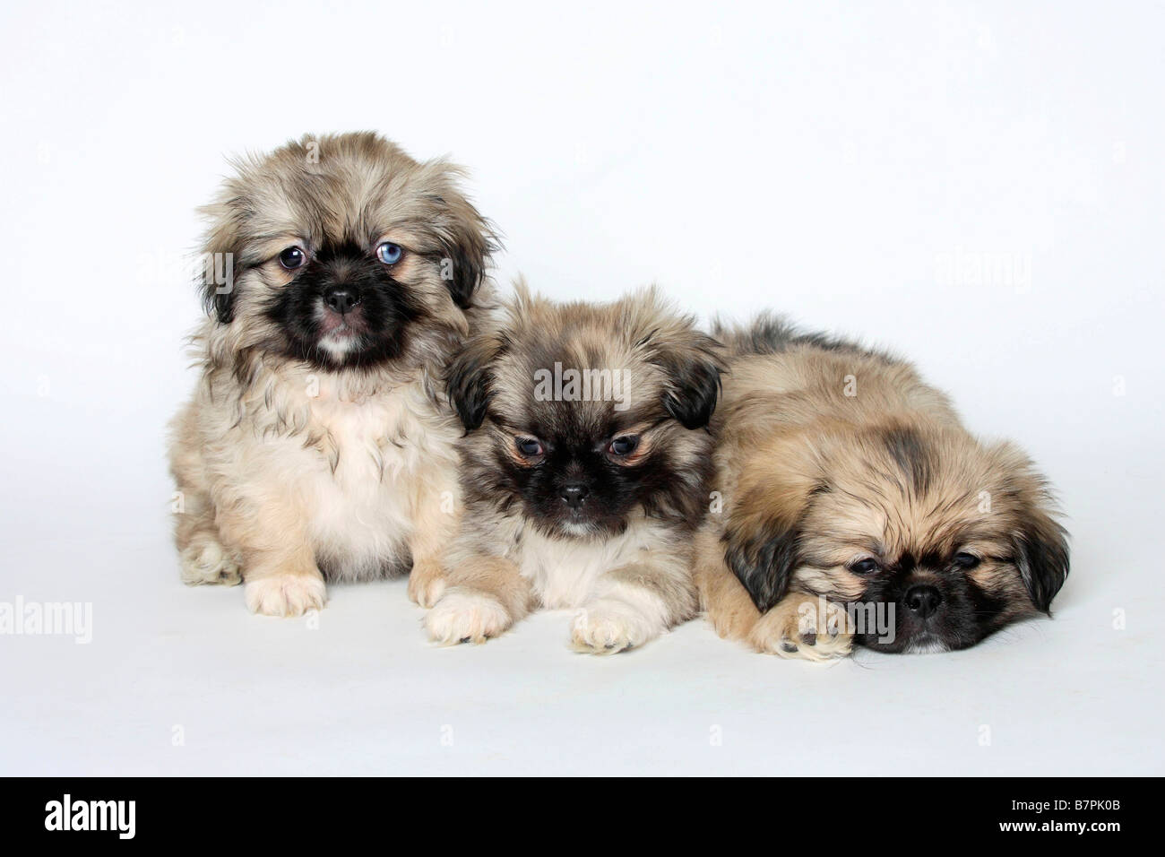 Tibetan spaniel resting hi-res stock photography and images - Alamy