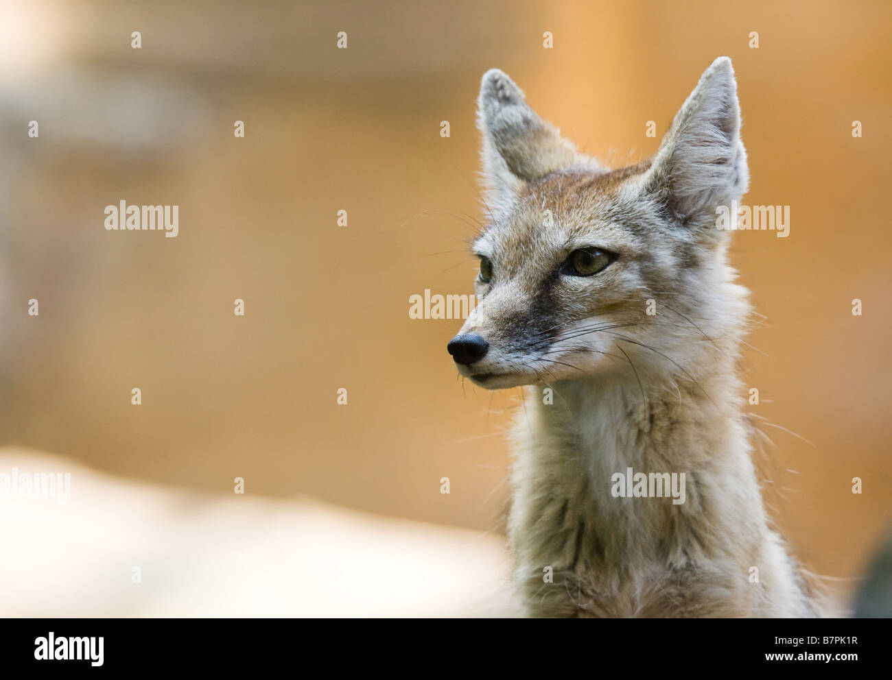 Corsac Fox Vulpes corsac Stock Photo - Alamy