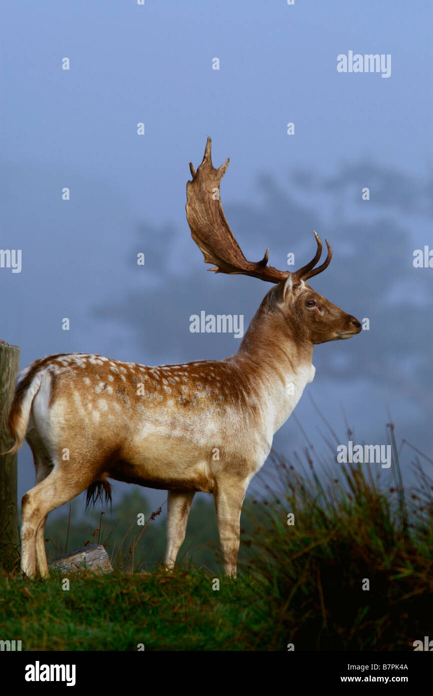 A young Buck Fallow Deer stands powerfully in the dawn mist Stock Photo ...