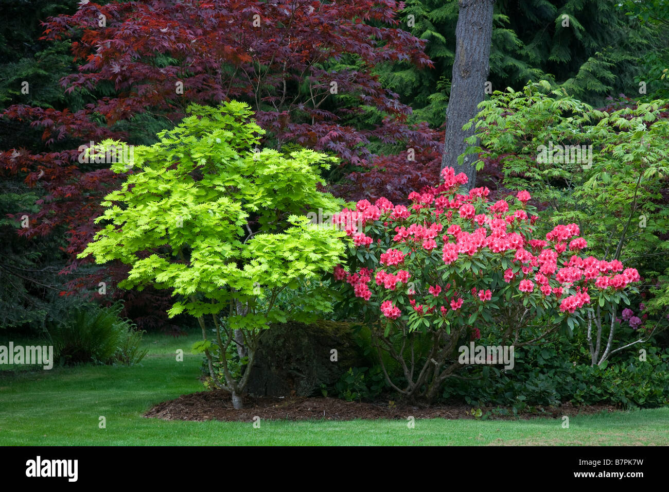Golden rhododendrons High Resolution Stock Photography and Images - Alamy