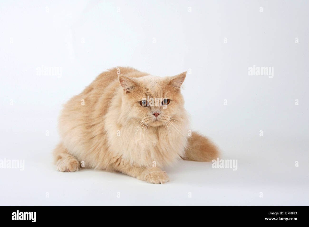British Longhair Cat tomcat cream Highlander Lowlander Britanica Stock ...
