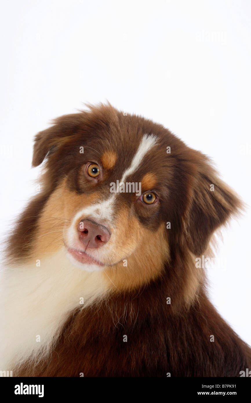 Australian Shepherd red tri Stock Photo - Alamy