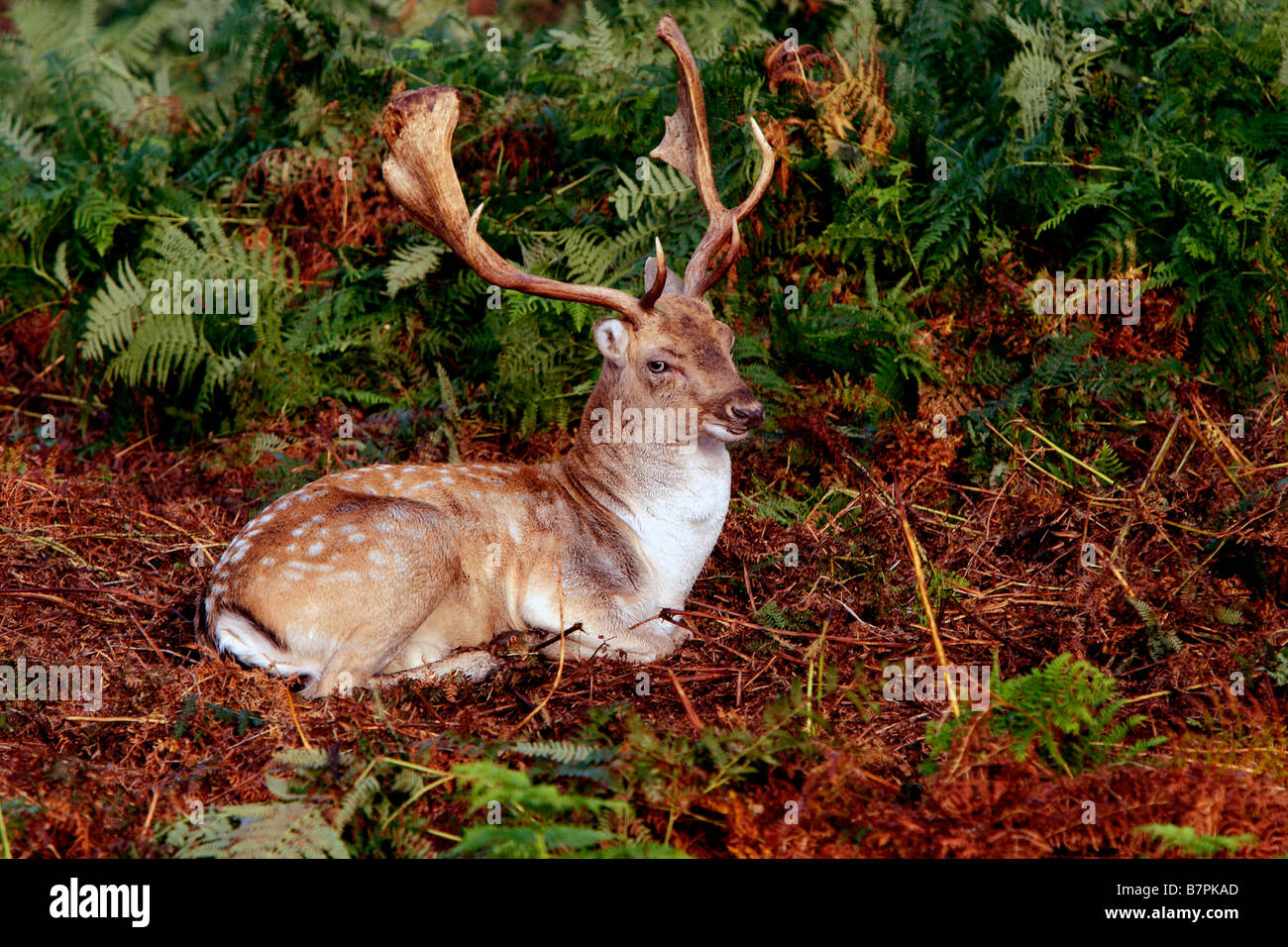 A young buck Fallow deer in the autumn bracken Stock Photo - Alamy