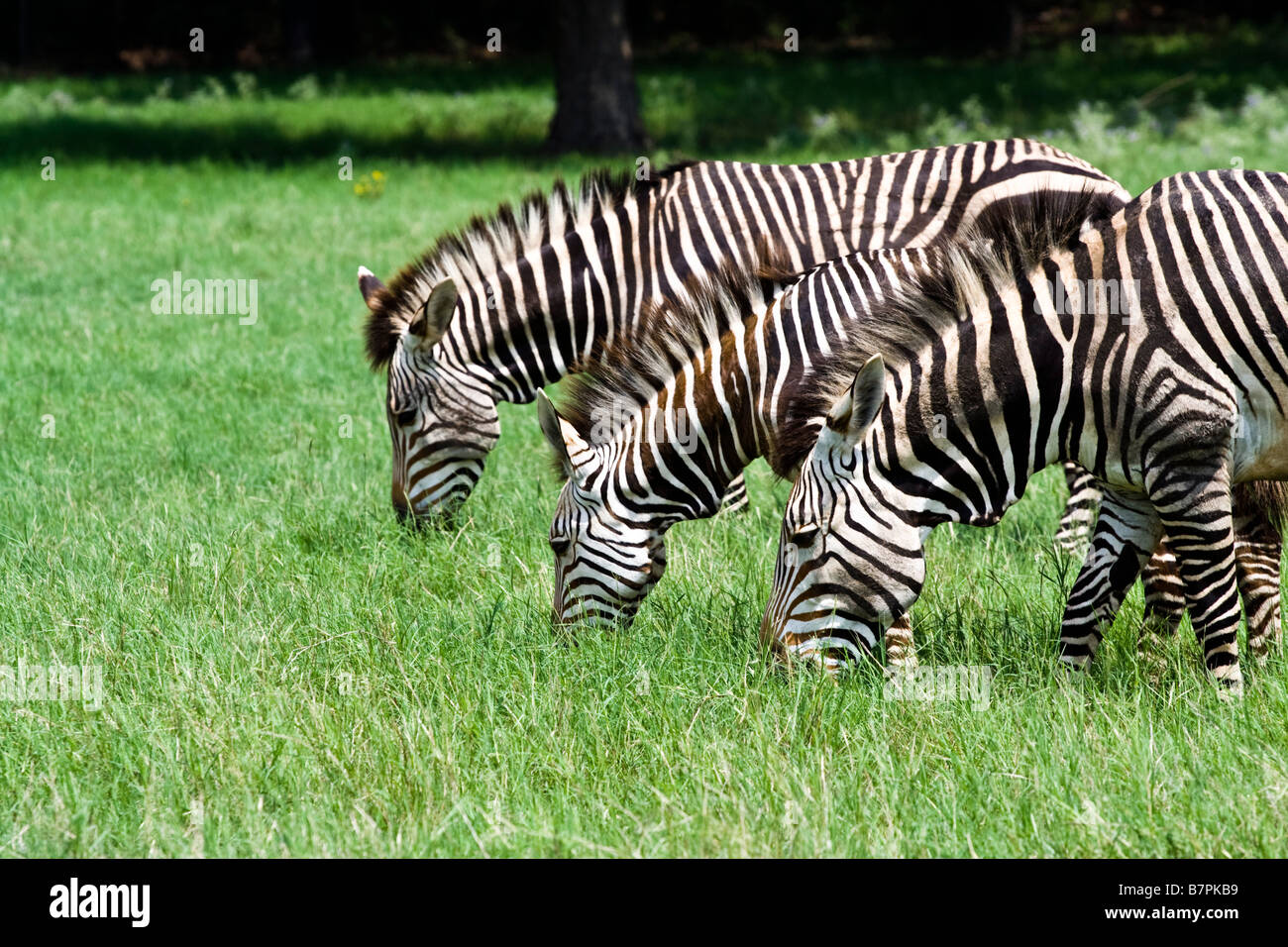 Three zebra hi-res stock photography and images - Alamy