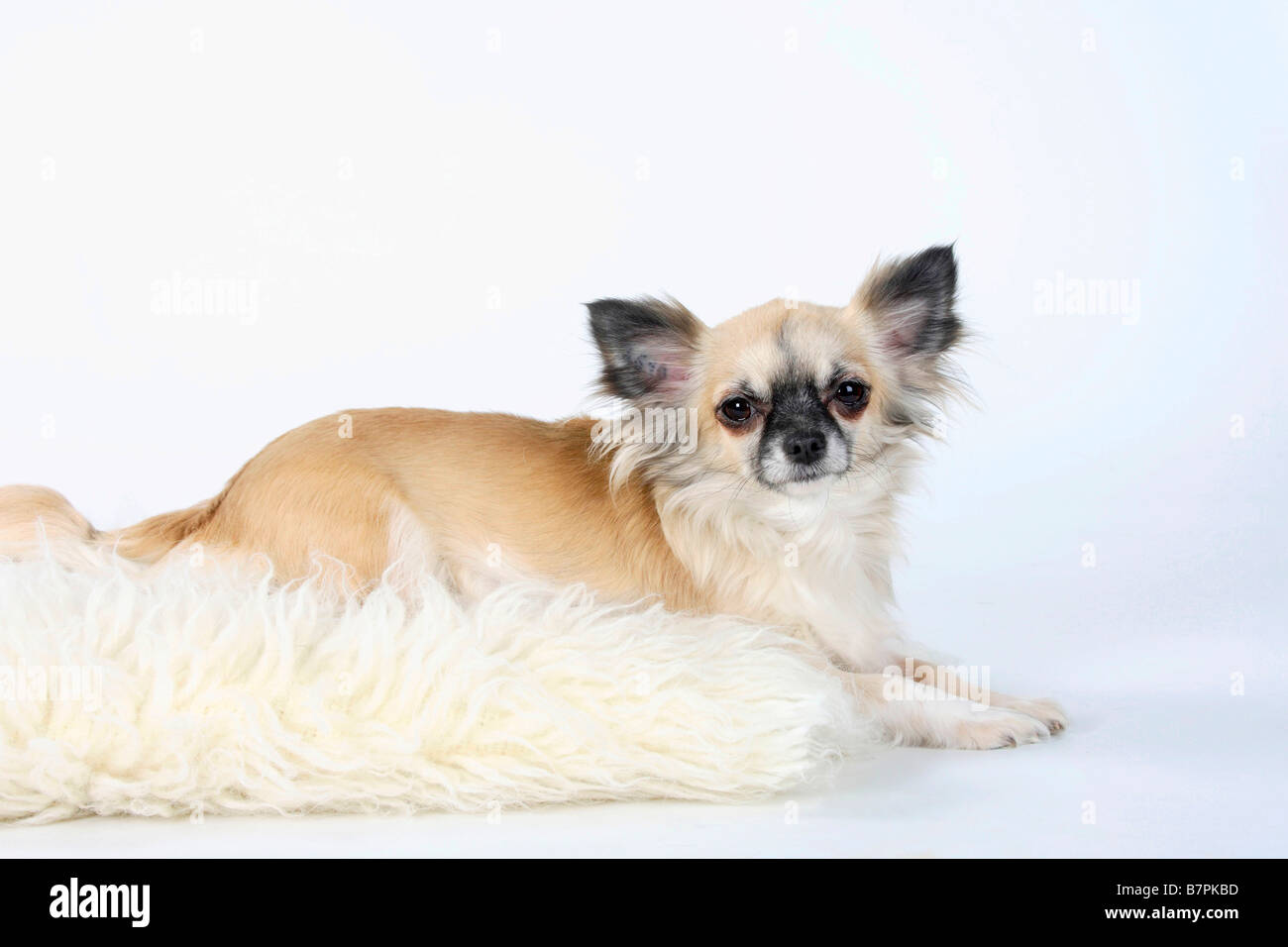 Female chihuahua hi-res stock photography and images - Alamy