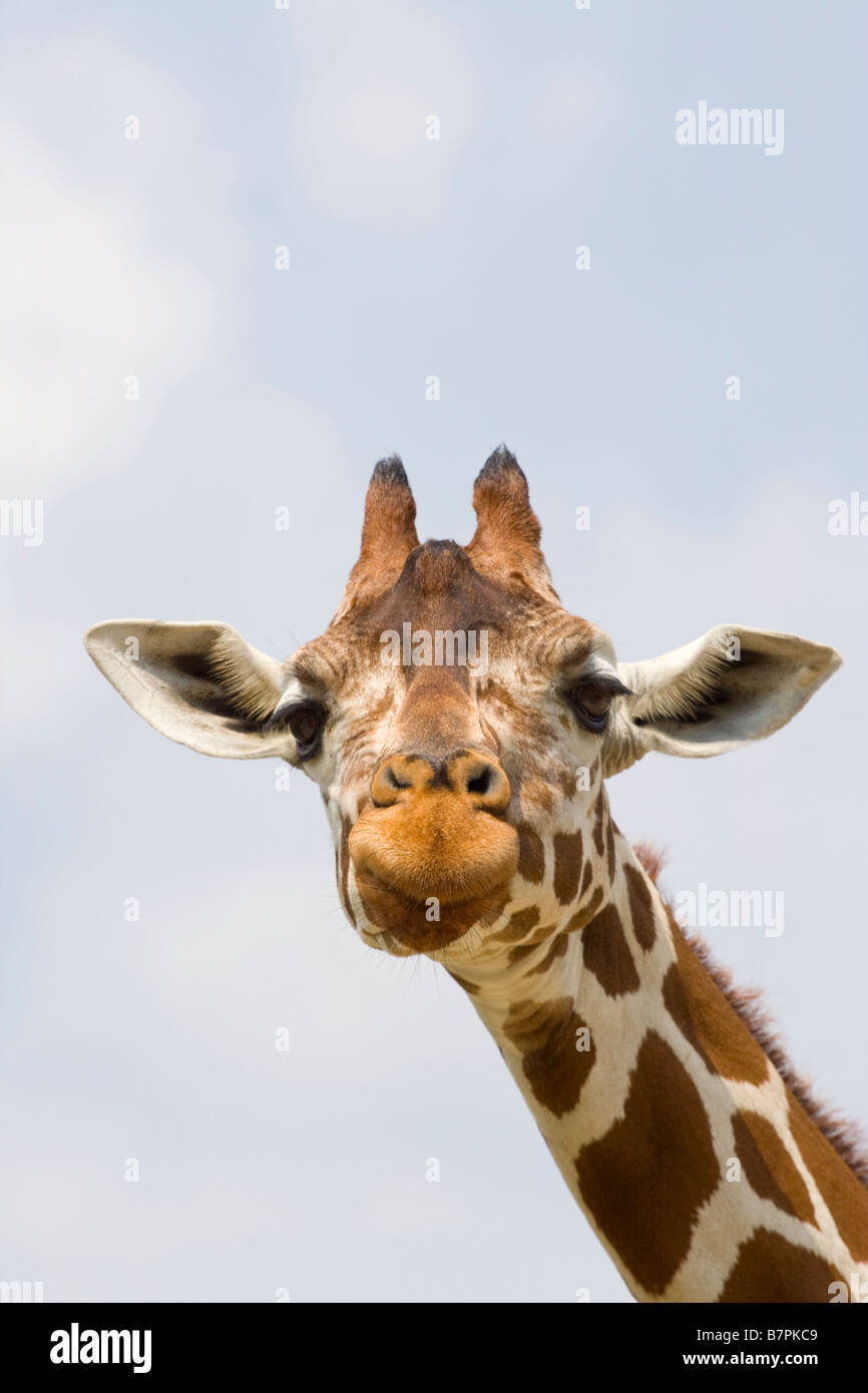 Giraffe hair hi-res stock photography and images - Alamy