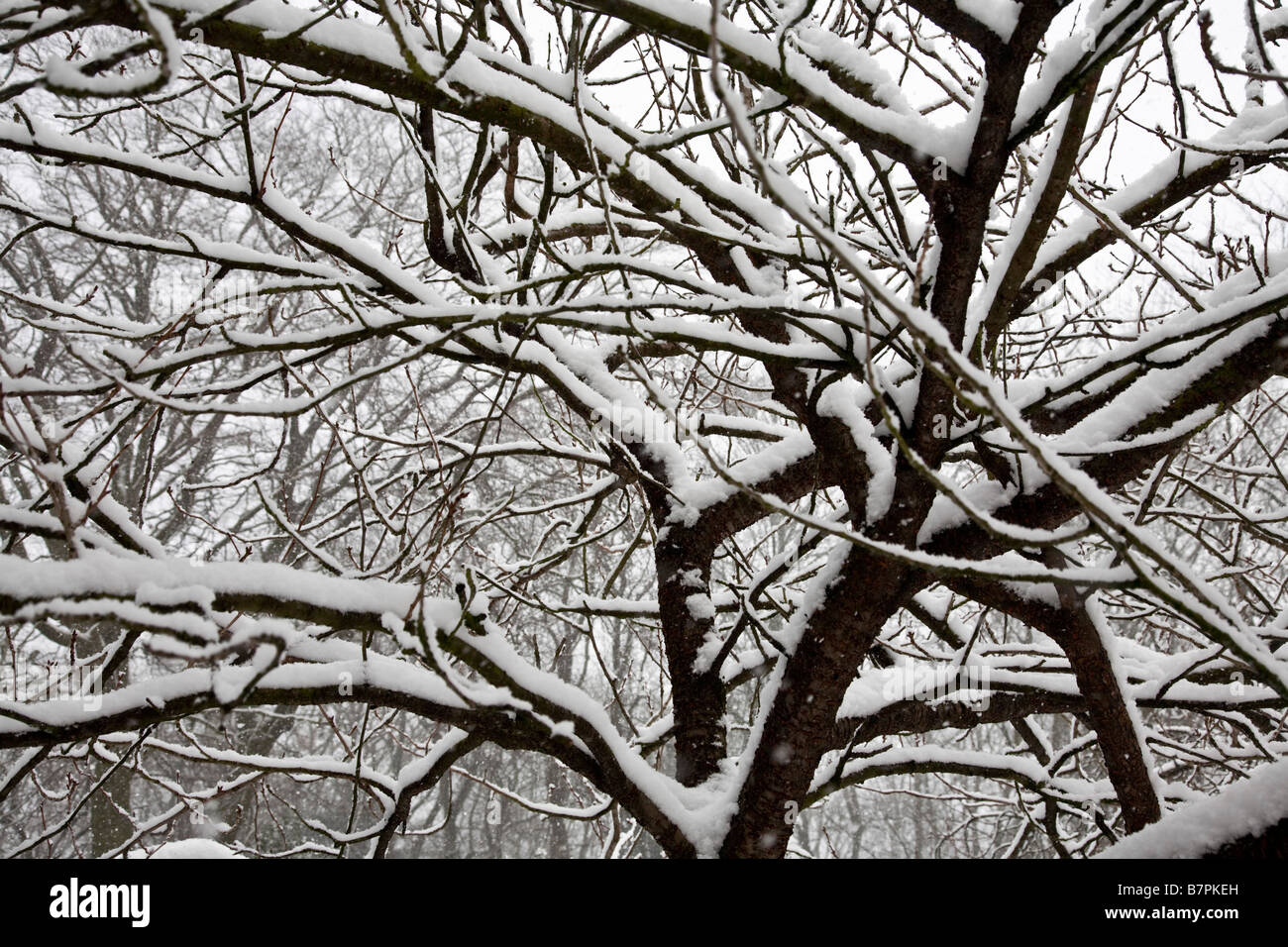 Snow on a tree Stock Photo - Alamy